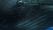 List of Species in Finding Nemo | NatureRules1 Wiki | Fandom