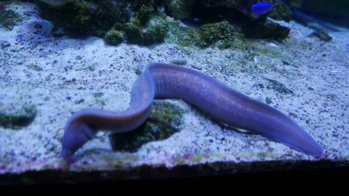 Greyface Moray Eel | NatureRules1 Wiki | Fandom