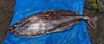 Ragfish | NatureRules1 Wiki | Fandom