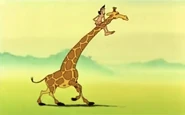 Masai Giraffe | NatureRules1 Wiki | Fandom