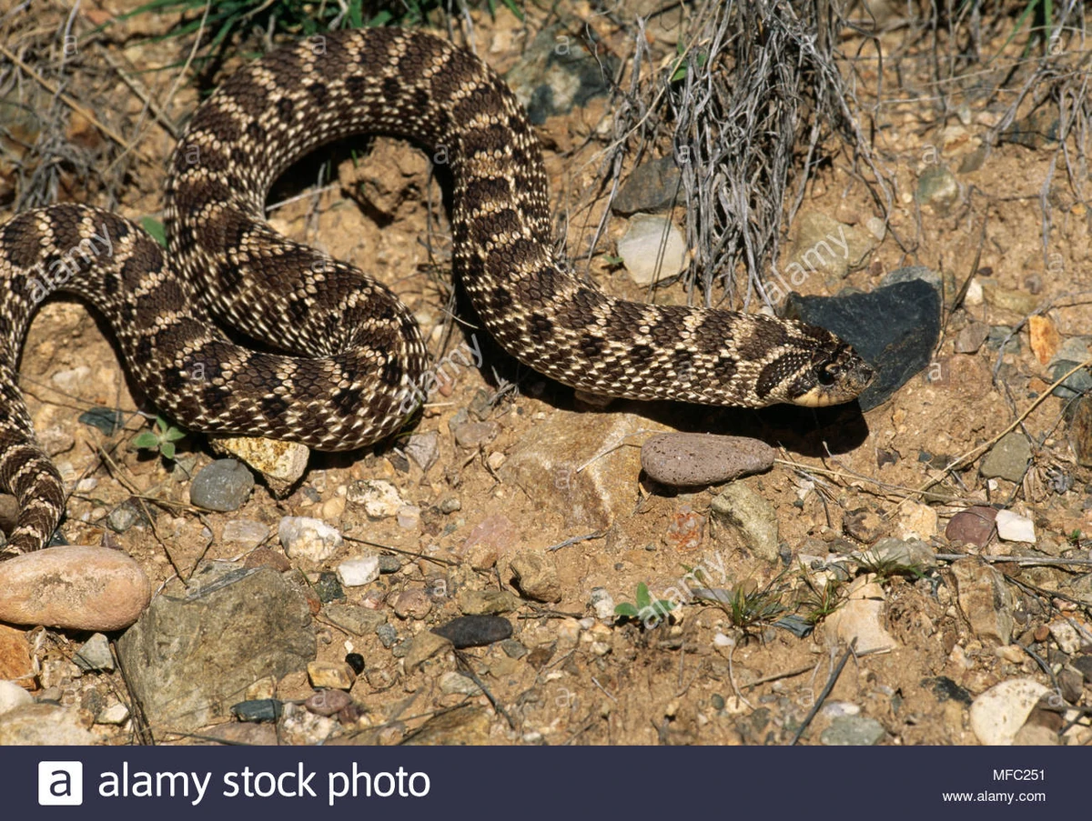 Western Hognose Snake | NatureRules1 Wiki | Fandom