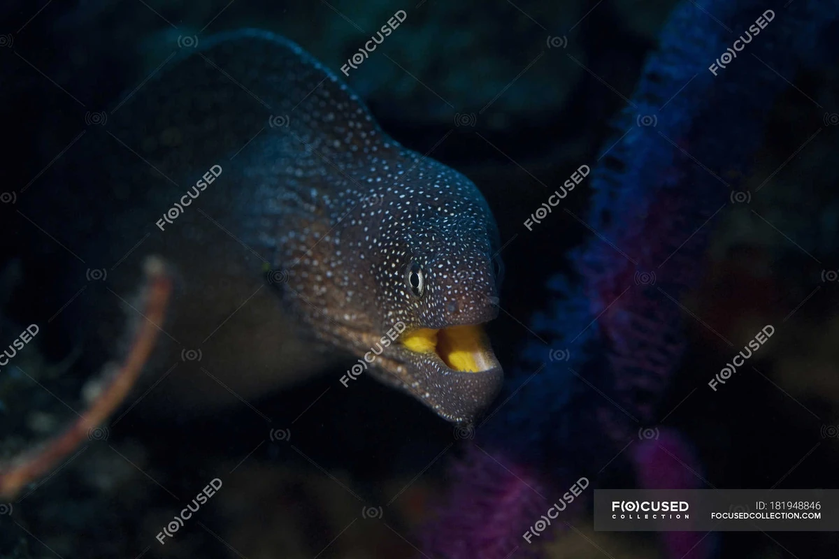 Yellowmouth Moray | NatureRules1 Wiki | Fandom