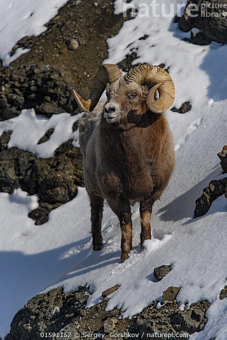 Snow Sheep | NatureRules1 Wiki | Fandom