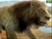 Animal (2021) | NatureRules1 Wiki | Fandom