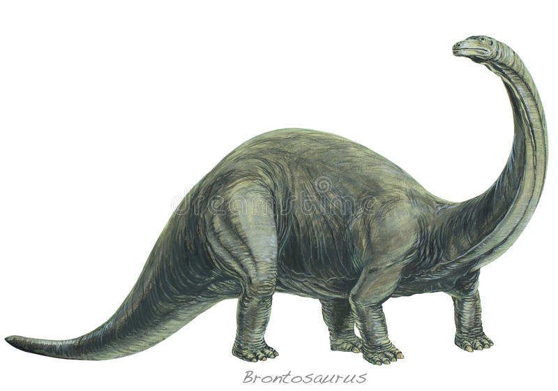 Brontosaurus | NatureRules1 Wiki | Fandom