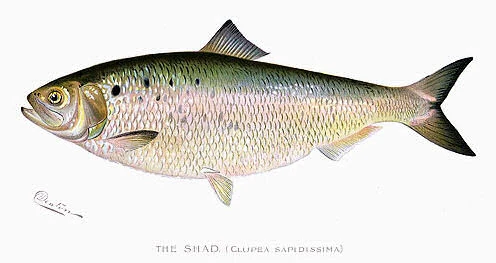 American Shad | NatureRules1 Wiki | Fandom