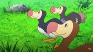 Dodo | NatureRules1 Wiki | Fandom