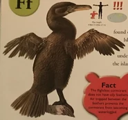 Flightless Cormorant | NatureRules1 Wiki | Fandom