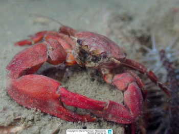 Long-clawed Porcelain Crab | NatureRules1 Wiki | Fandom