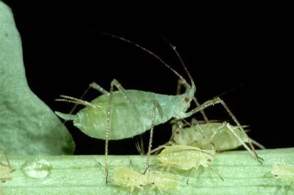 Category:Aphids | NatureRules1 Wiki | Fandom