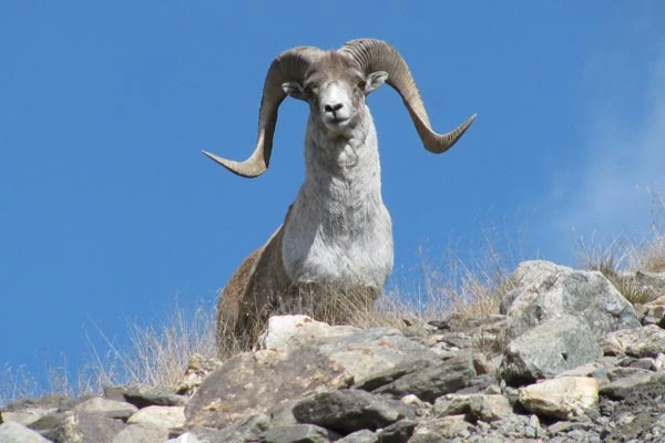 Argali | NatureRules1 Wiki | Fandom