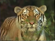 Siberian Tiger | NatureRules1 Wiki | Fandom
