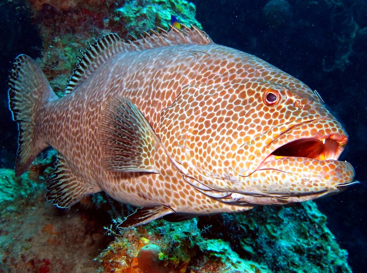 Tiger Grouper | NatureRules1 Wiki | Fandom