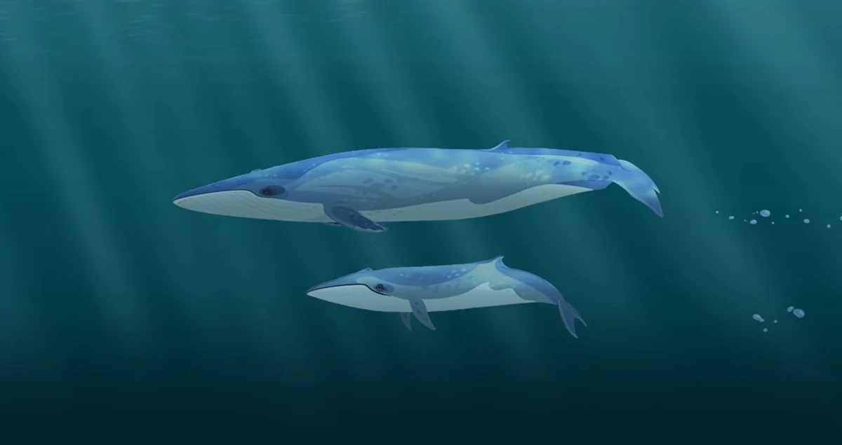 Blue Whale/TV Shows | NatureRules1 Wiki | Fandom