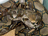 Category:Pythons | NatureRules1 Wiki | Fandom