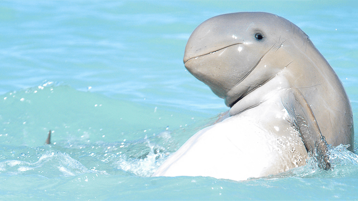 Australian Snubfin Dolphin | NatureRules1 Wiki | Fandom