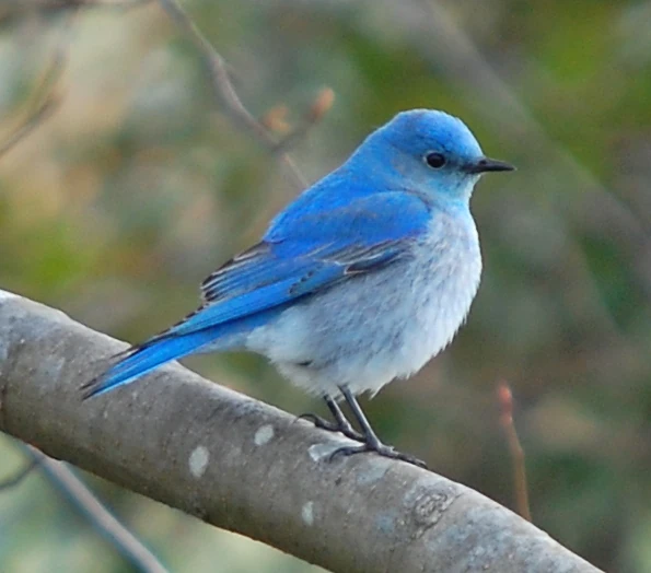 Mountain Bluebird Hd