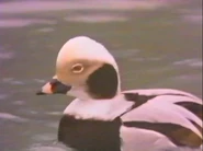 Long-tailed Duck | NatureRules1 Wiki | Fandom