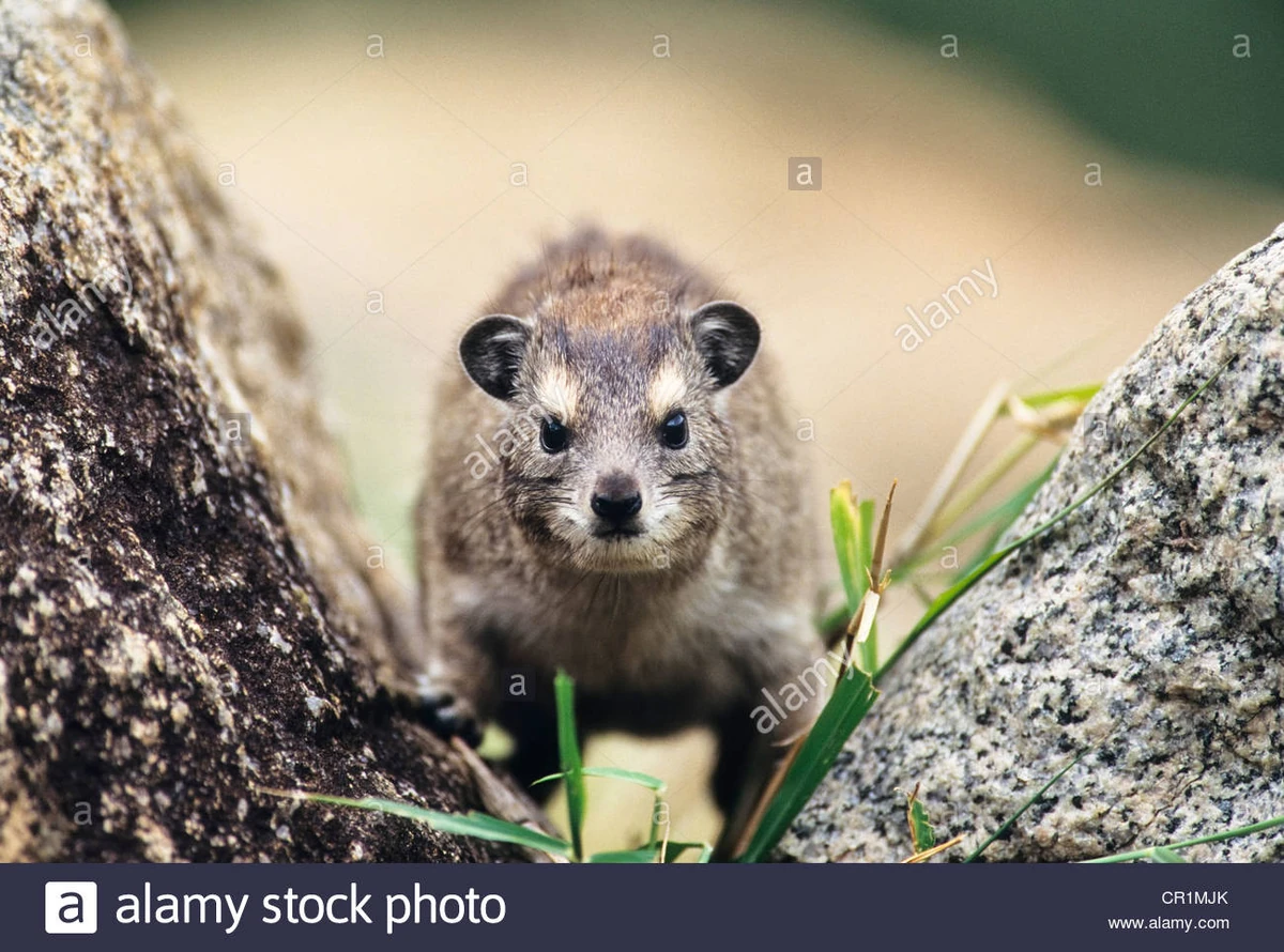 Bush Hyrax | NatureRules1 Wiki | Fandom