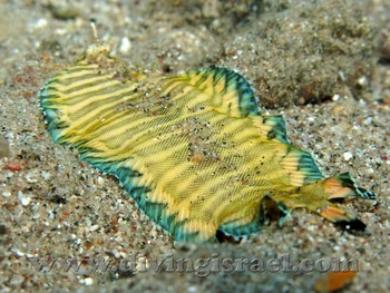 Banded Sole | NatureRules1 Wiki | Fandom