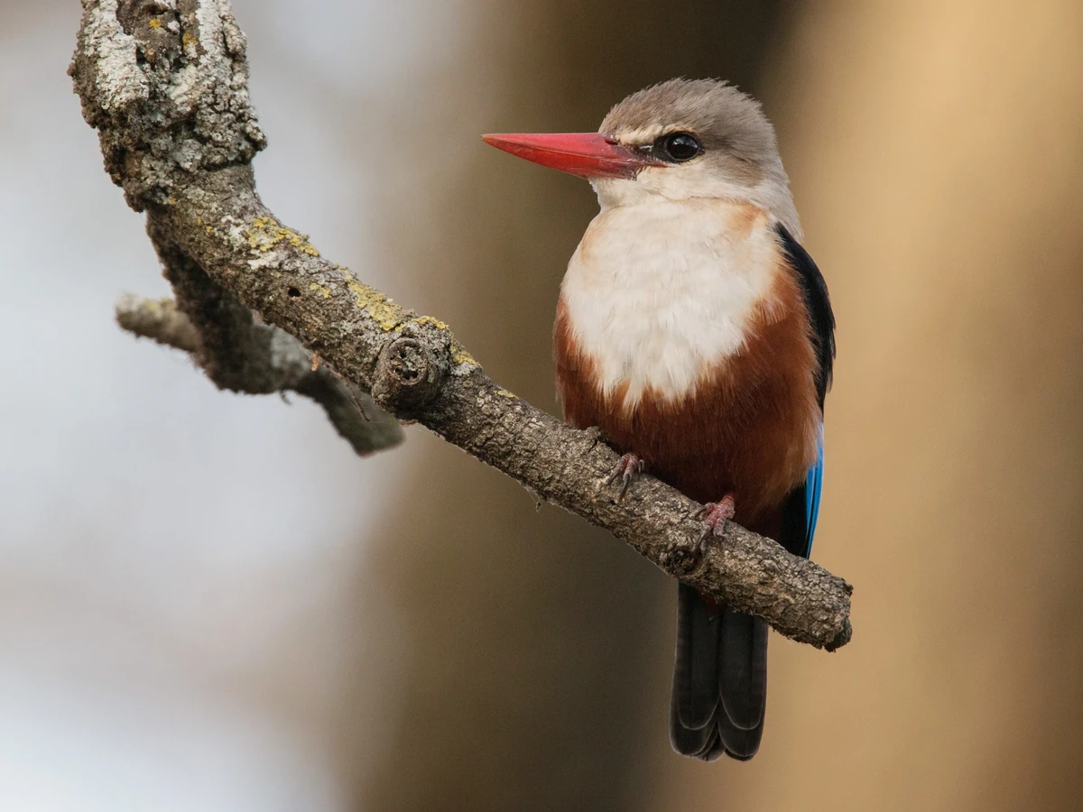 Grey-headed Kingfisher | NatureRules1 Wiki | Fandom