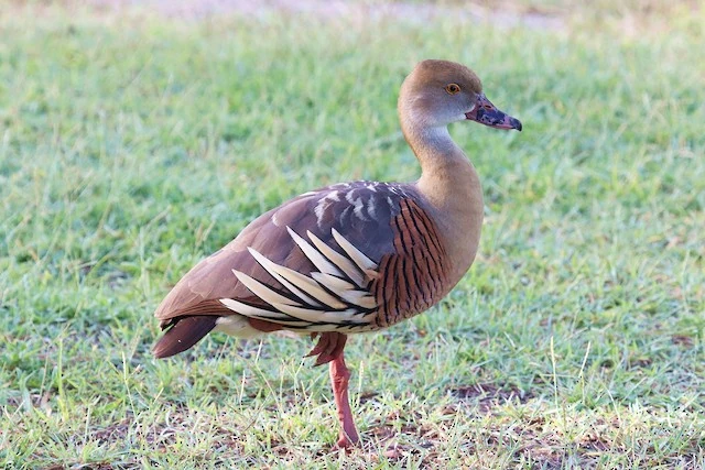Plumed Whistling Duck | NatureRules1 Wiki | Fandom