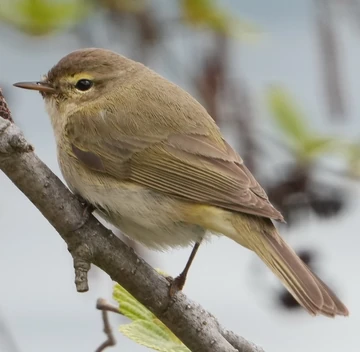 Common Chiffchaff