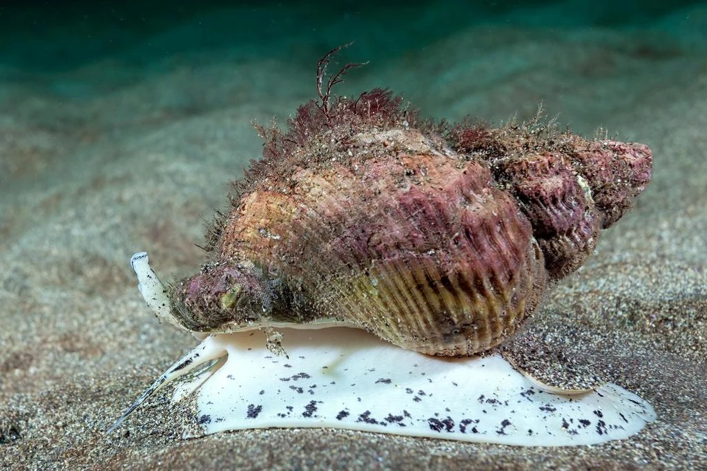 Common Whelk | NatureRules1 Wiki | Fandom