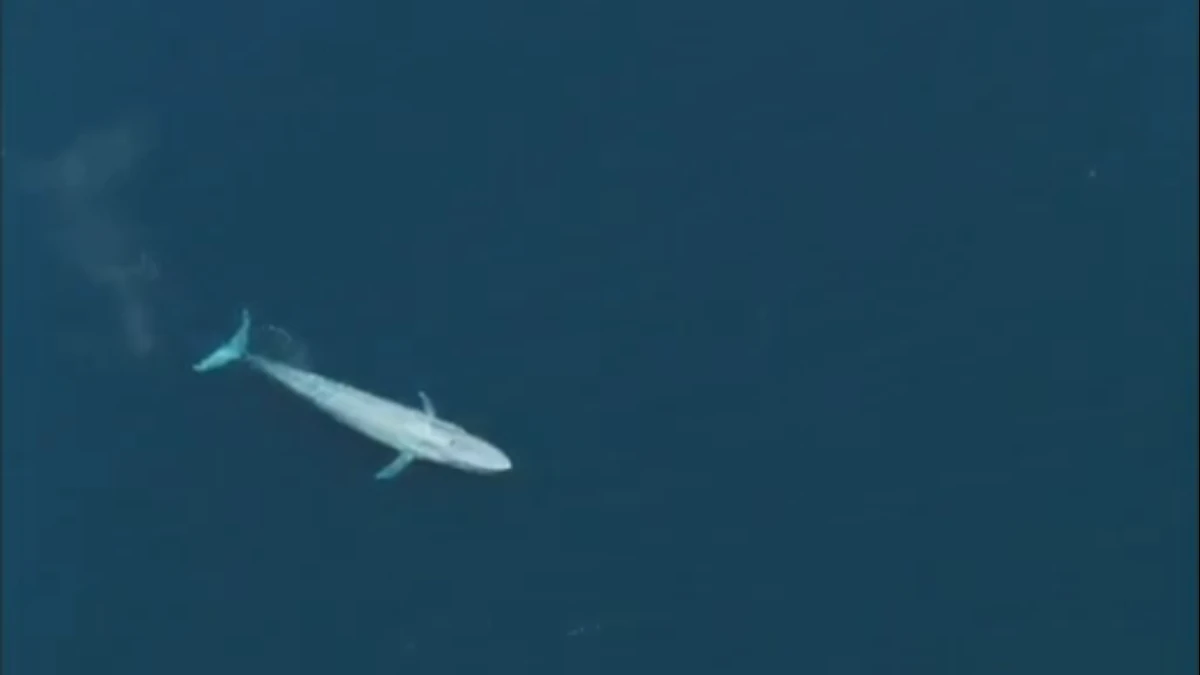 Atlantic Ocean | NatureRules1 Wiki | Fandom