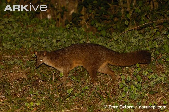 Eastern Falanouc | NatureRules1 Wiki | Fandom