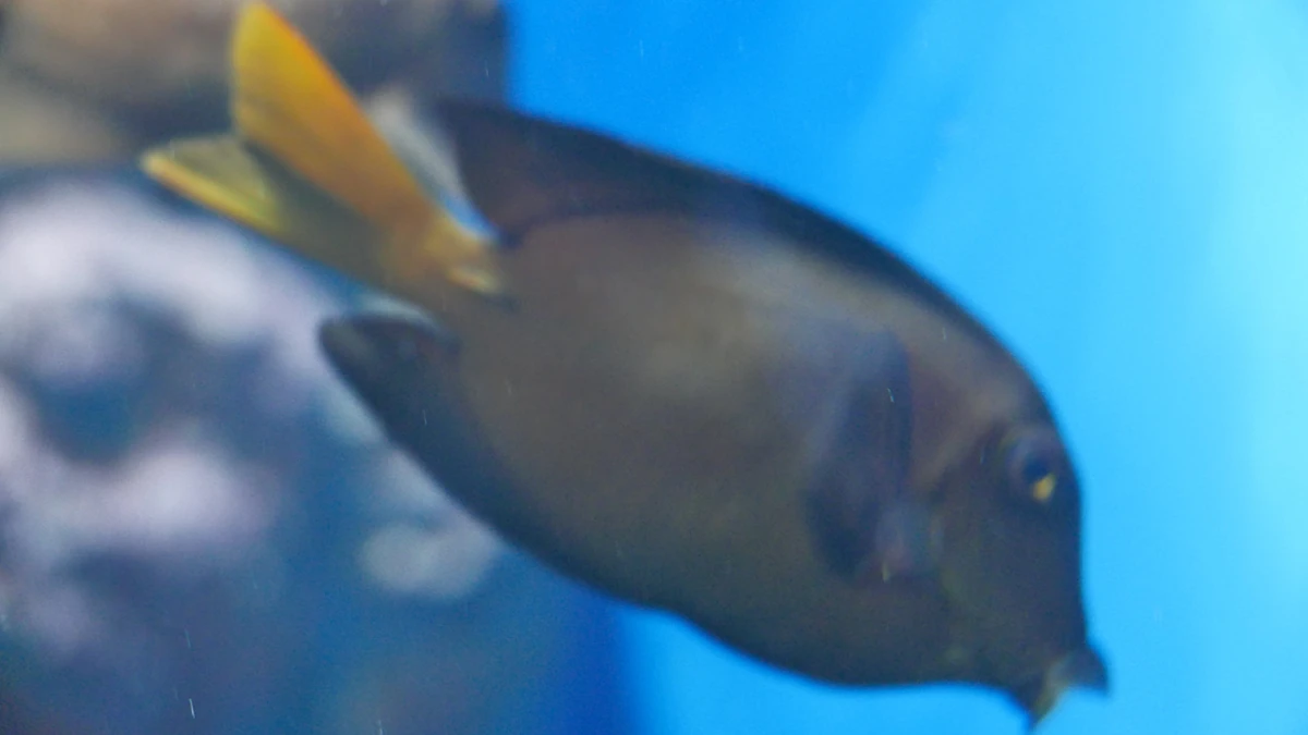 Mimic Surgeonfish | NatureRules1 Wiki | Fandom