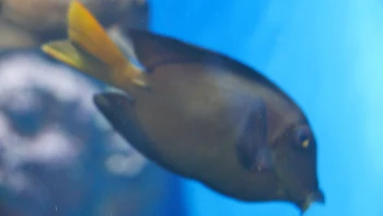 Mimic Surgeonfish | NatureRules1 Wiki | Fandom