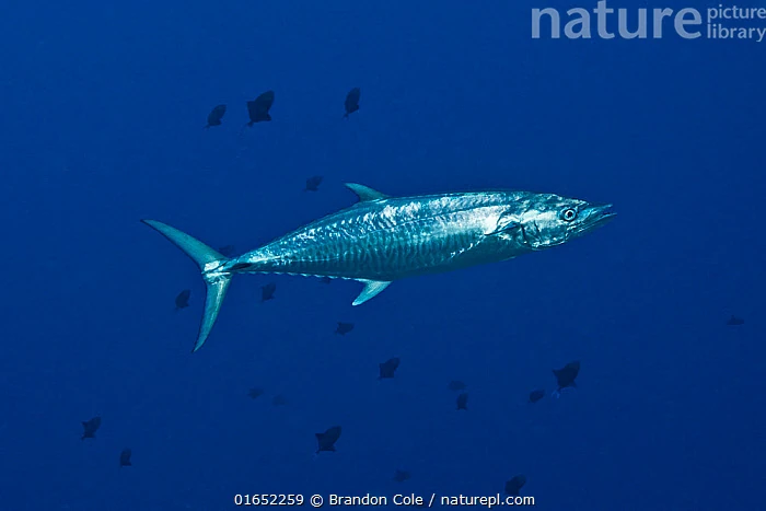 Narrow-barred Spanish Mackerel | NatureRules1 Wiki | Fandom
