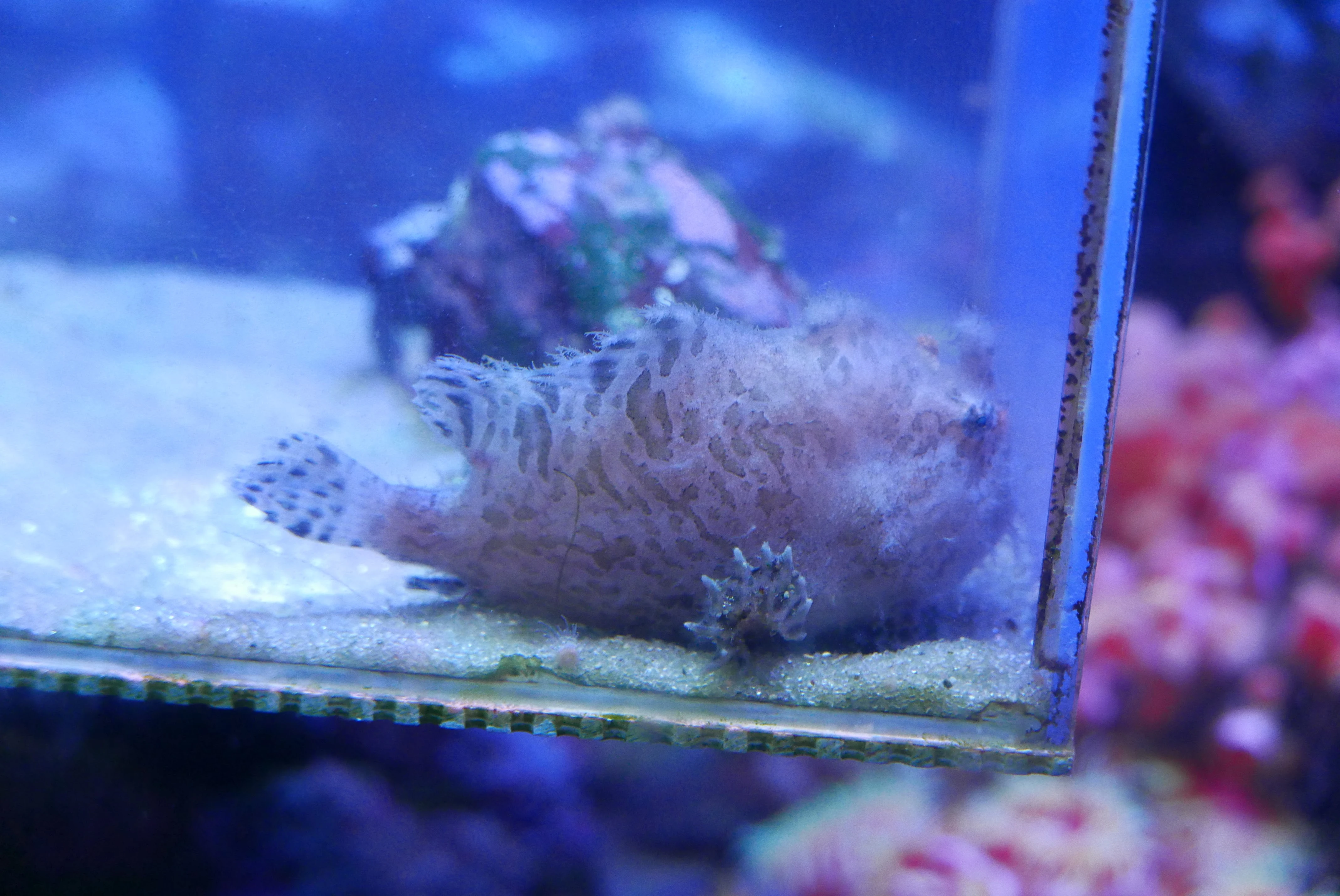 Striated Frogfish Black