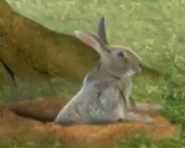 Domestic Rabbit | NatureRules1 Wiki | Fandom