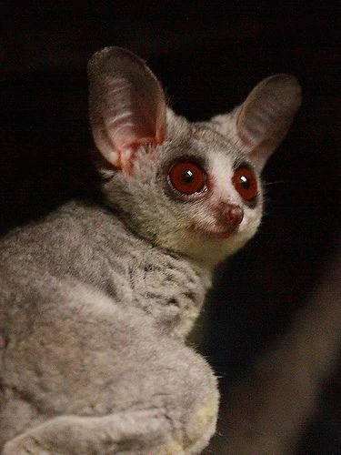 Mohol Bushbaby | NatureRules1 Wiki | Fandom