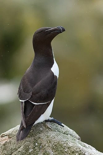 Razorbill | NatureRules1 Wiki | Fandom