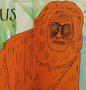 Gigantopithecus | NatureRules1 Wiki | Fandom