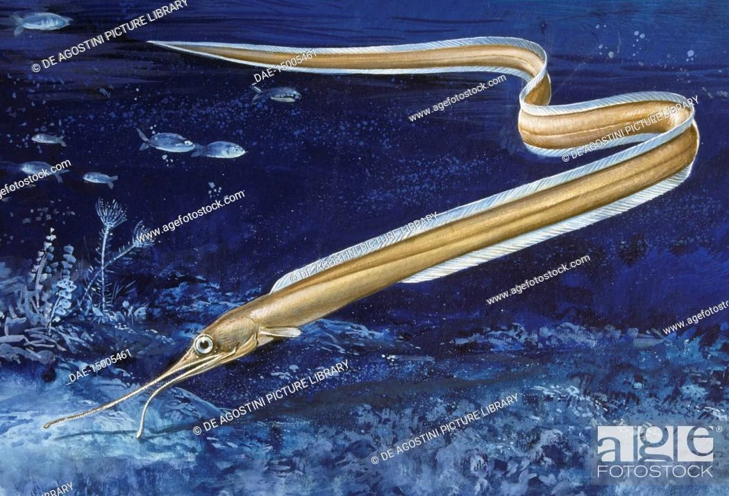 Slender Snipe Eel | NatureRules1 Wiki | Fandom