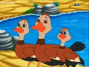 Black-bellied Whistling Duck | NatureRules1 Wiki | Fandom