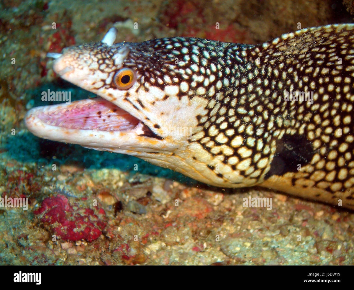 Honeycomb Moray | NatureRules1 Wiki | Fandom