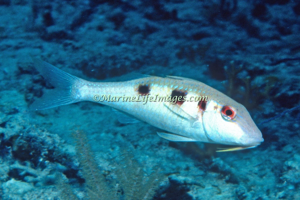 Spotted Goatfish | NatureRules1 Wiki | Fandom
