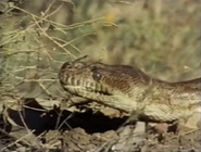 Bredl's Python | NatureRules1 Wiki | Fandom