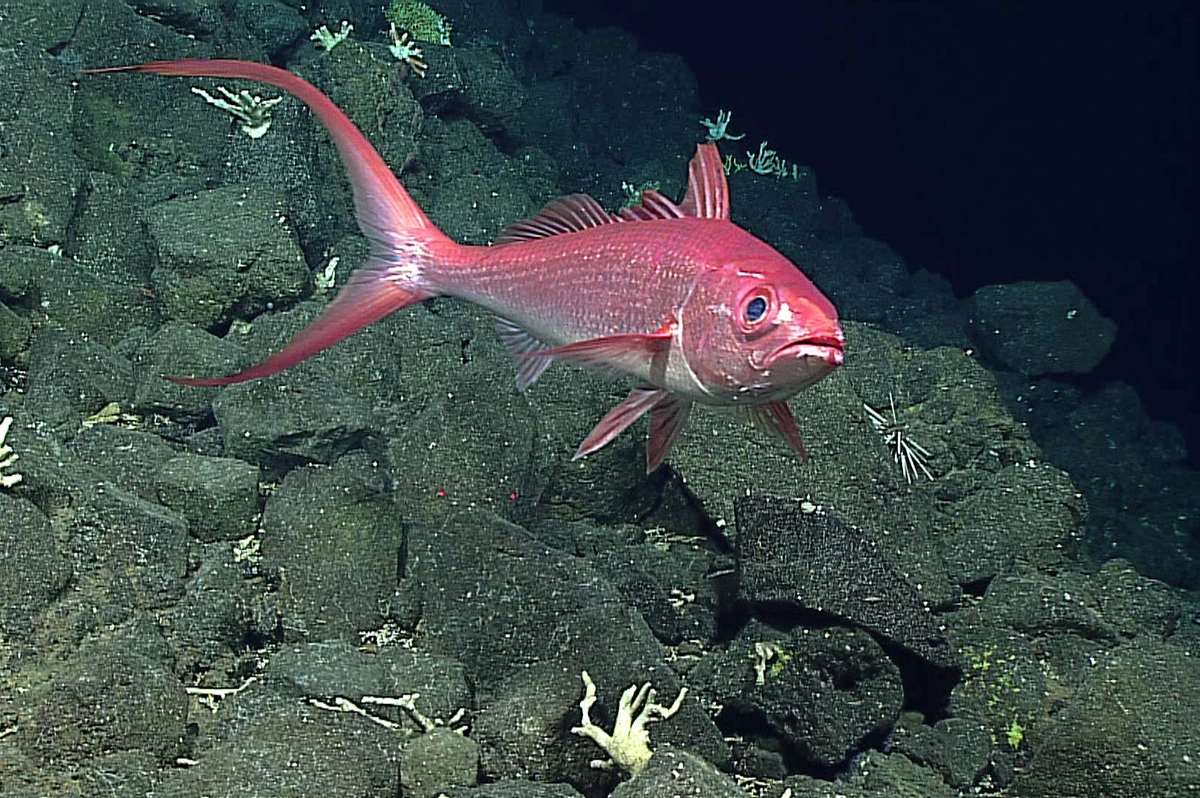 Longtail Red Snapper | NatureRules1 Wiki | Fandom