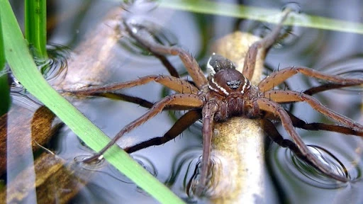 Great Raft Spider | NatureRules1 Wiki | Fandom