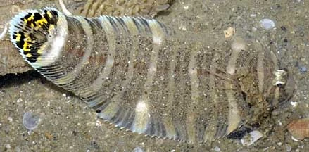 Zebra Sole | NatureRules1 Wiki | Fandom