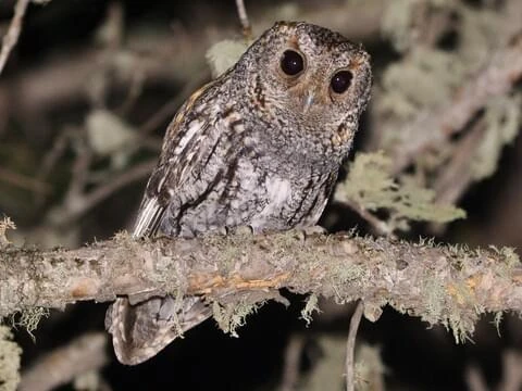 Flammulated Owl | NatureRules1 Wiki | Fandom