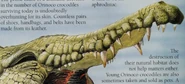 Orinoco Crocodile | NatureRules1 Wiki | Fandom