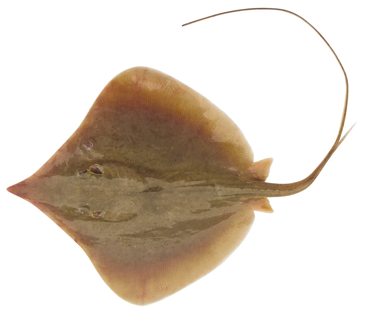 Indonesian Sharpnose Ray | NatureRules1 Wiki | Fandom