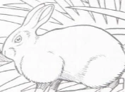 Marsh Rabbit | NatureRules1 Wiki | Fandom